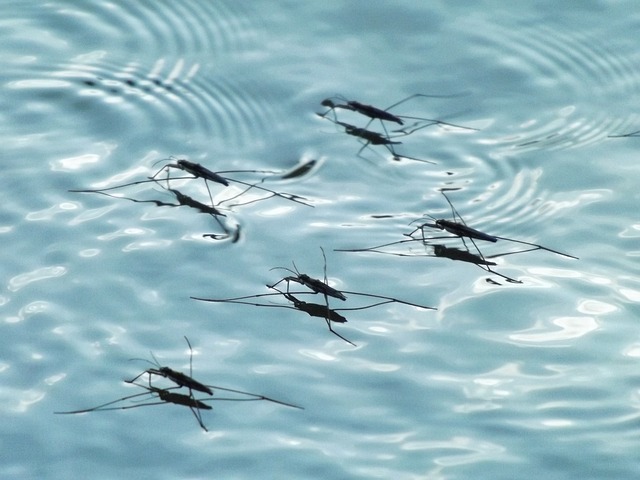 How Do Mosquitoes Walk on Water? | Param's Magazine
